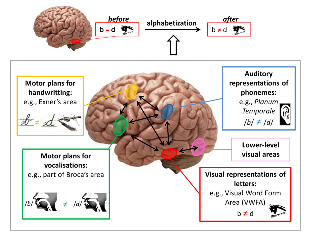 Why Children Write Letters Backward (Mirror Invariance) - We Read English